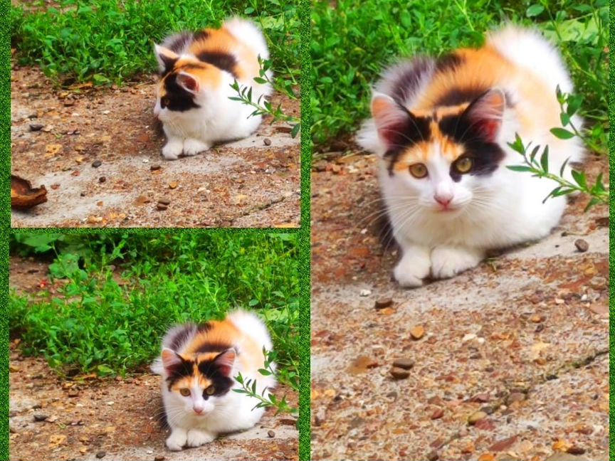 Трёхцветный котёнок (девочка)