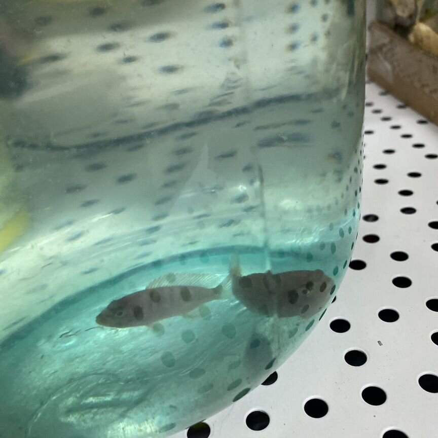 Аквариумные рыбы цихлиды