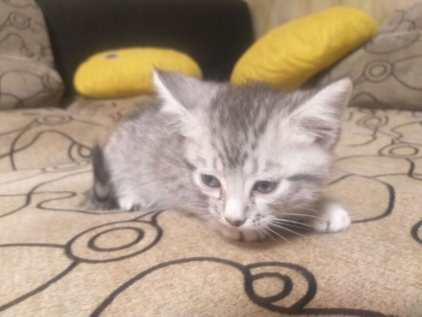 Котята сибирской кошки