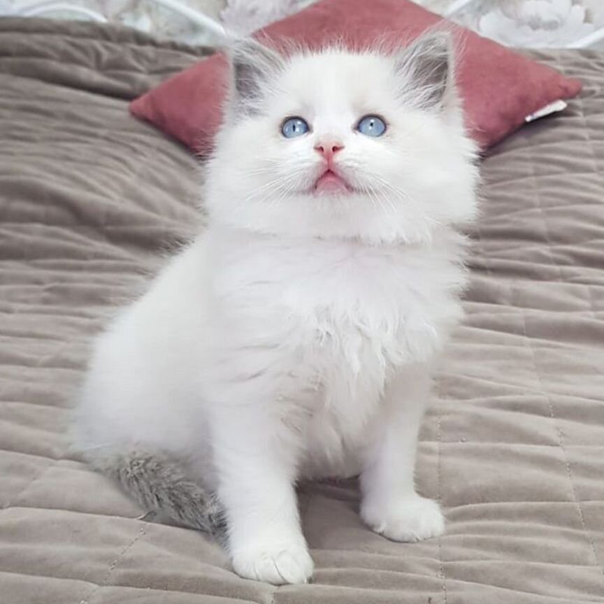 Рэгдолл котята