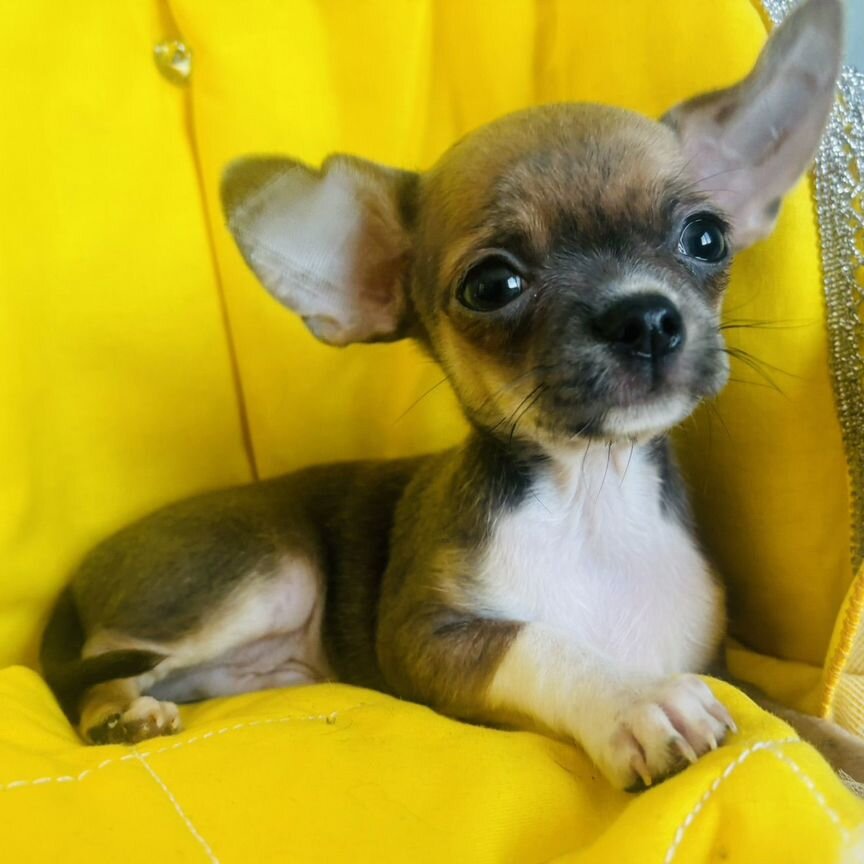 Чихуахуа мини мальчик