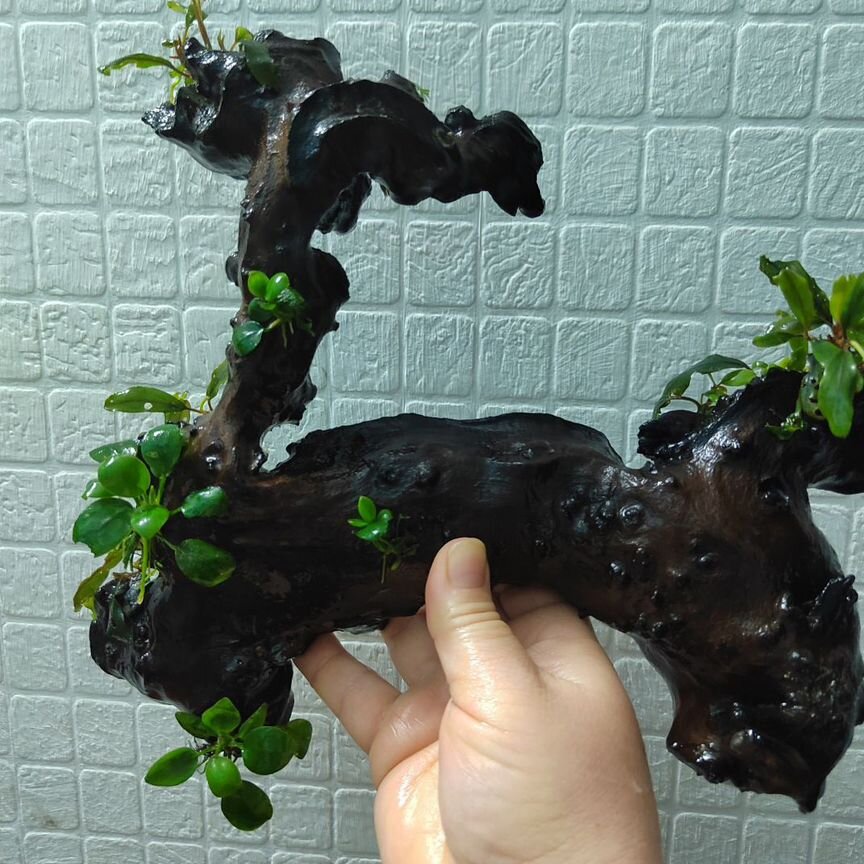 Коряга мангровая для аквариума