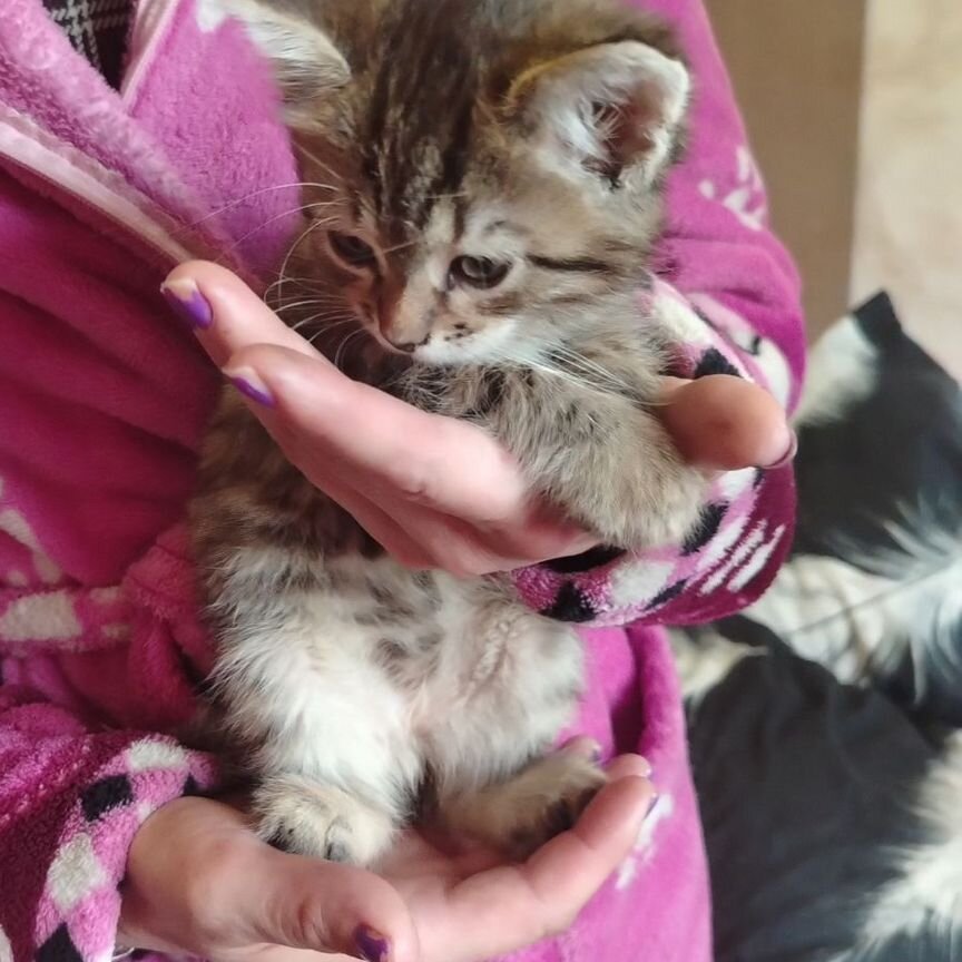 Котёнок в добрые руки