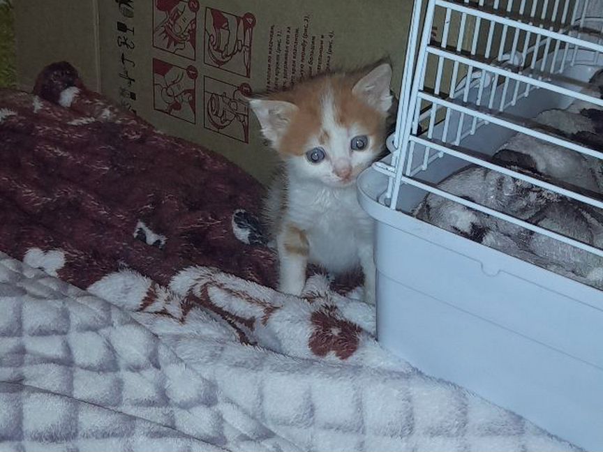 Кошка в дар бесплатно