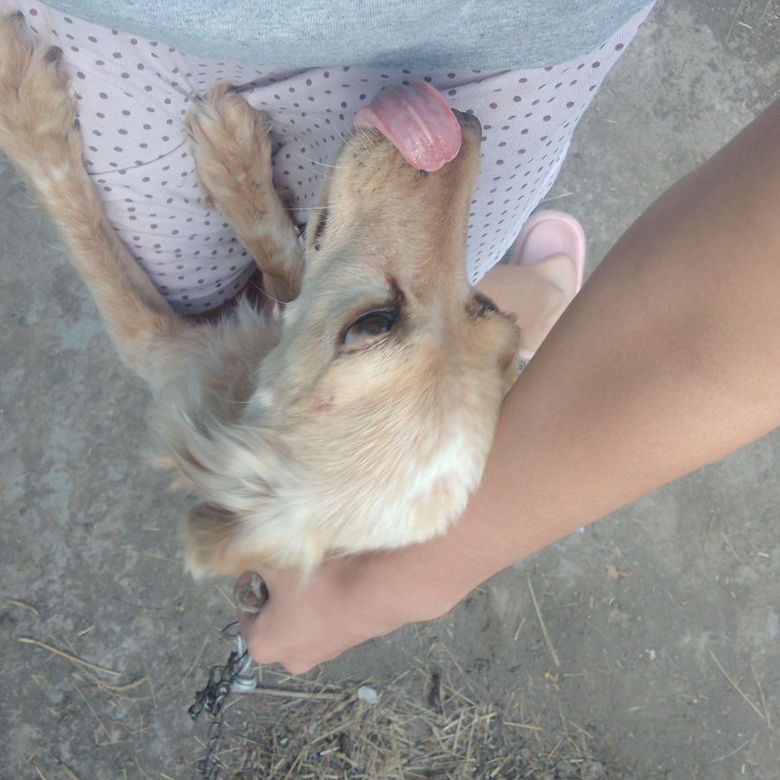 Русский спаниель