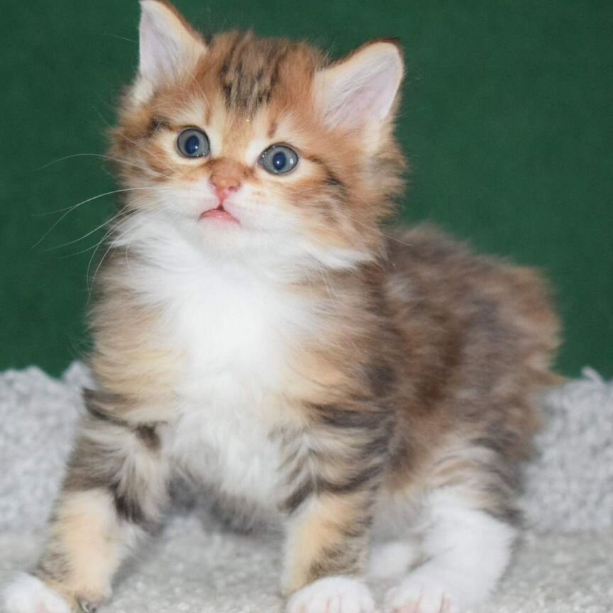 Мальчик, курильский бобтейл