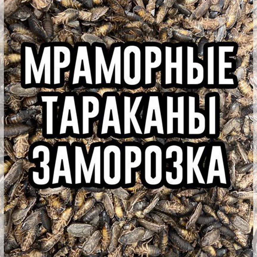Заморозка мраморные тараканы