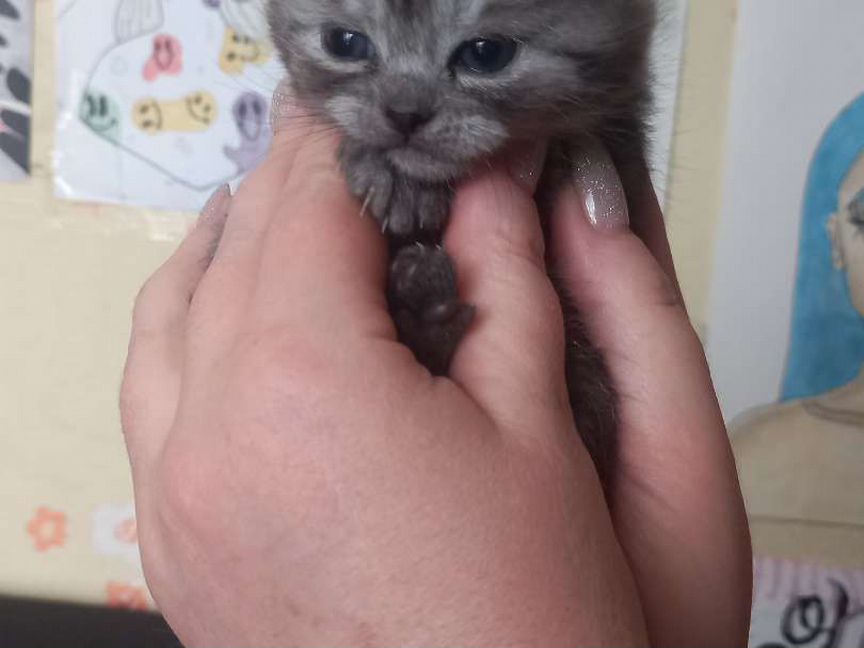 Кошка