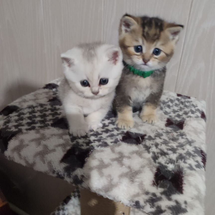 Шотландская
