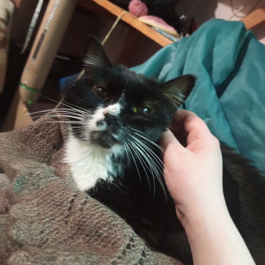 Котик оказался не нужен, нужно в клинику