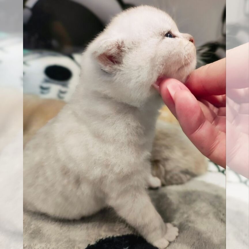 Шотландские золотые и серебро пампушечки