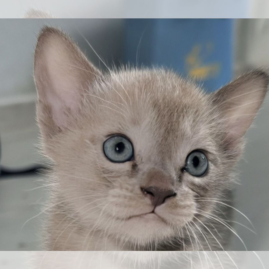 Европейский бурманский котёнок