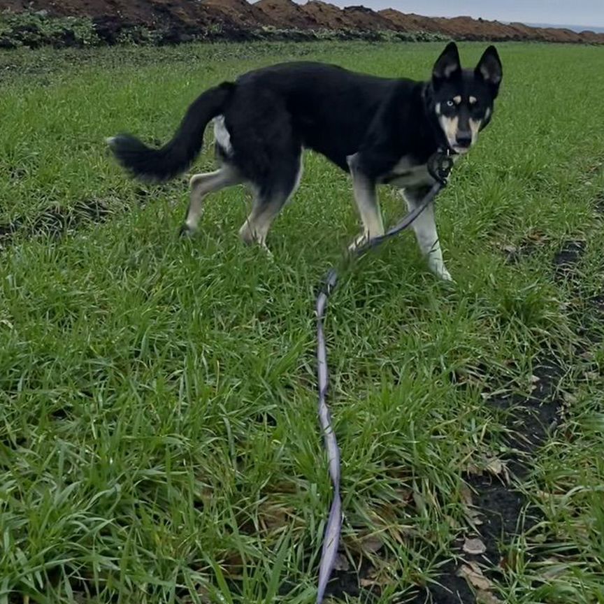 Взрослая собака в добрые руки