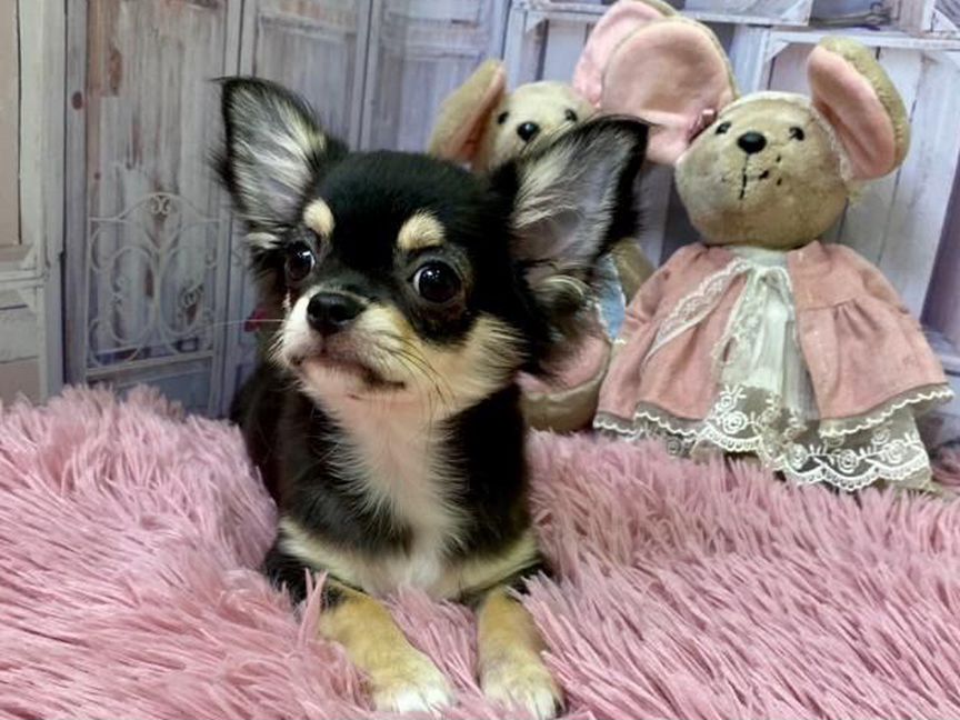Чихуахуа маленькая красавица