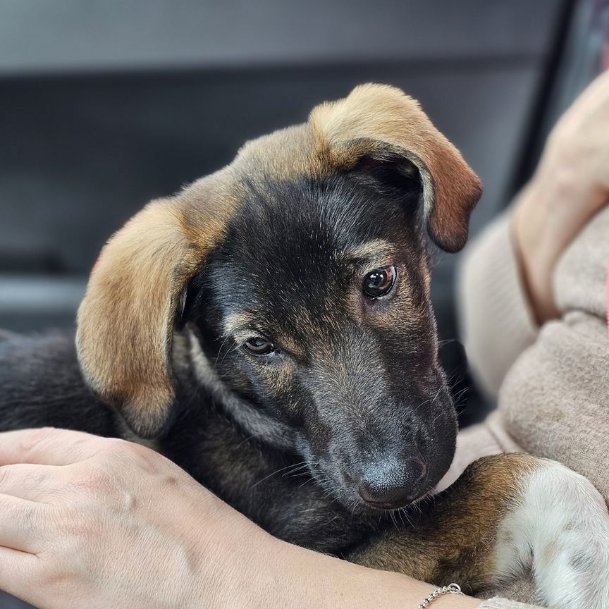 Щенок в добрые руки