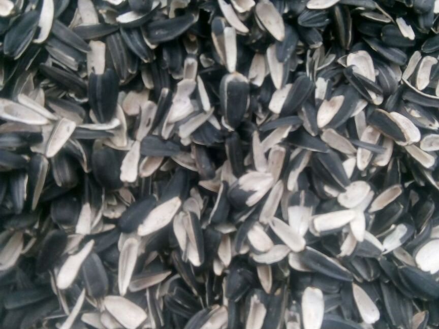 Шелуха подсолнечника (лузга)