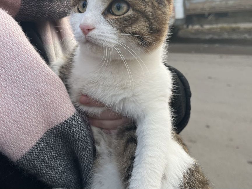 Котёнок