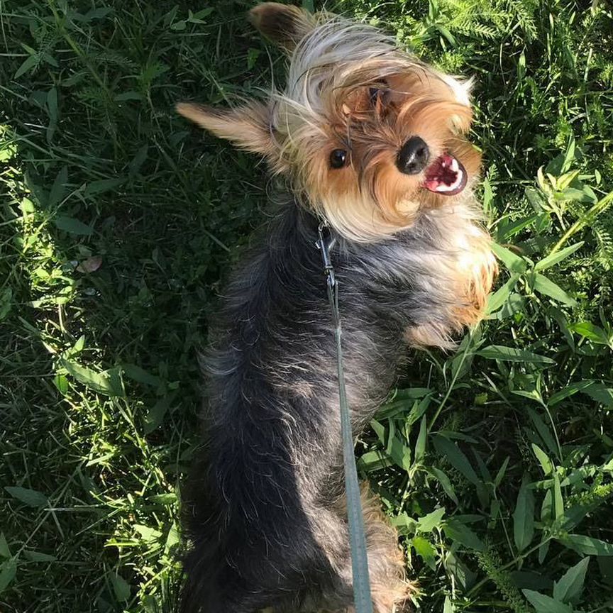 Йоркширский терьер, щенок