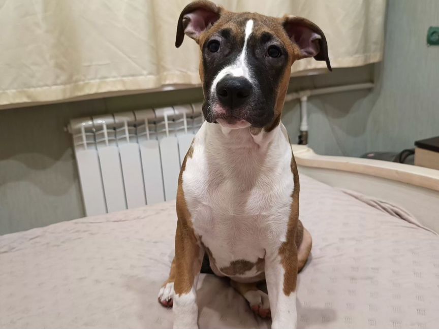 Собака стаффордширский терьер