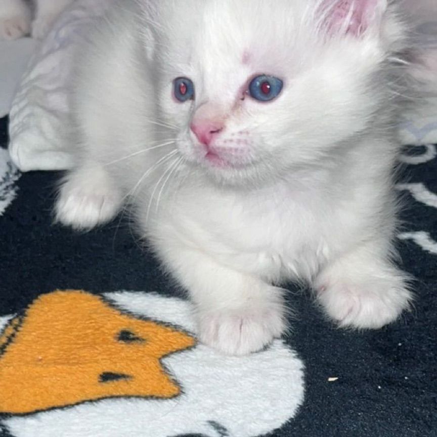 Котики в добрые руки