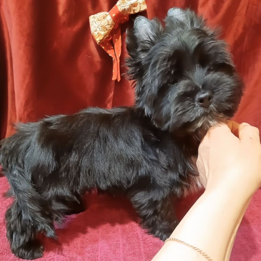 Йоркширский терьер, щенок