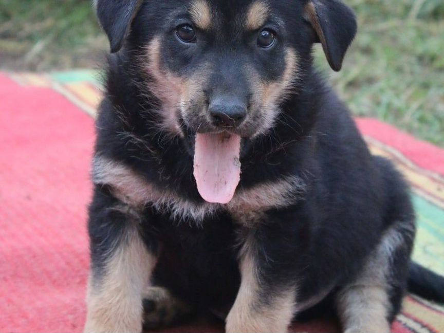 Щенок в добрые руки