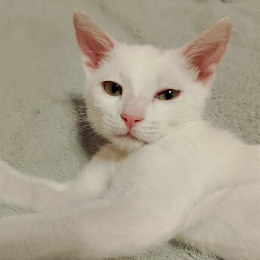 Котенок мальчик в добрые руки