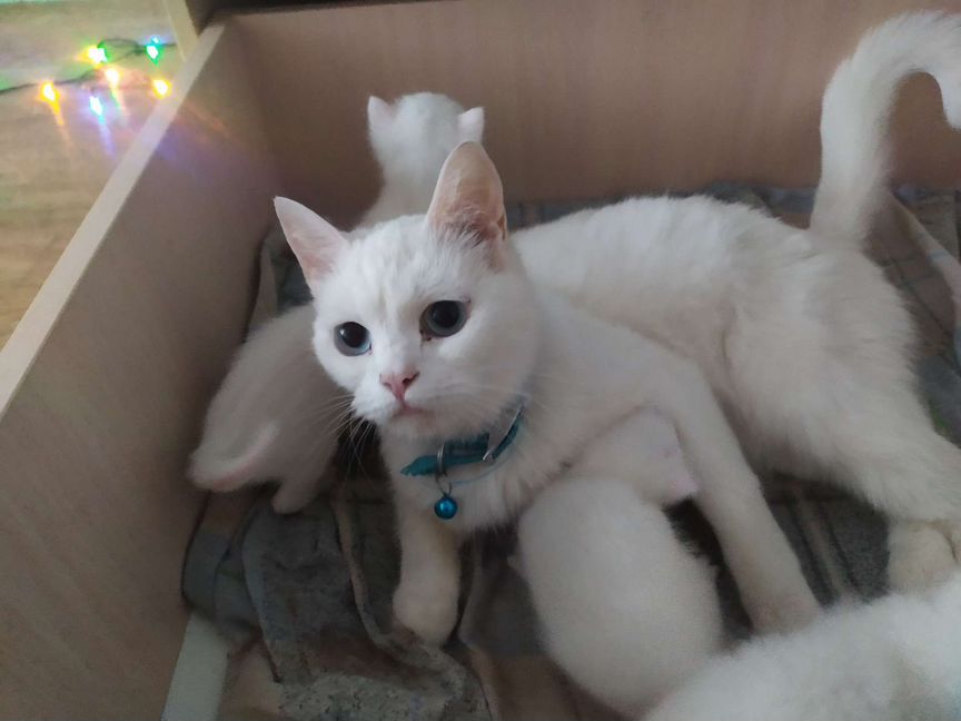 Шатланские котята метис