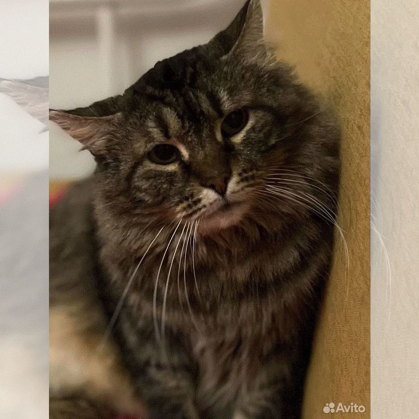 Сибирский кот, взрослый