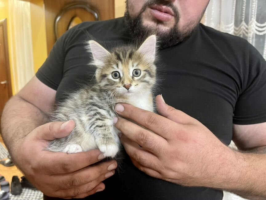 Европейская кошка