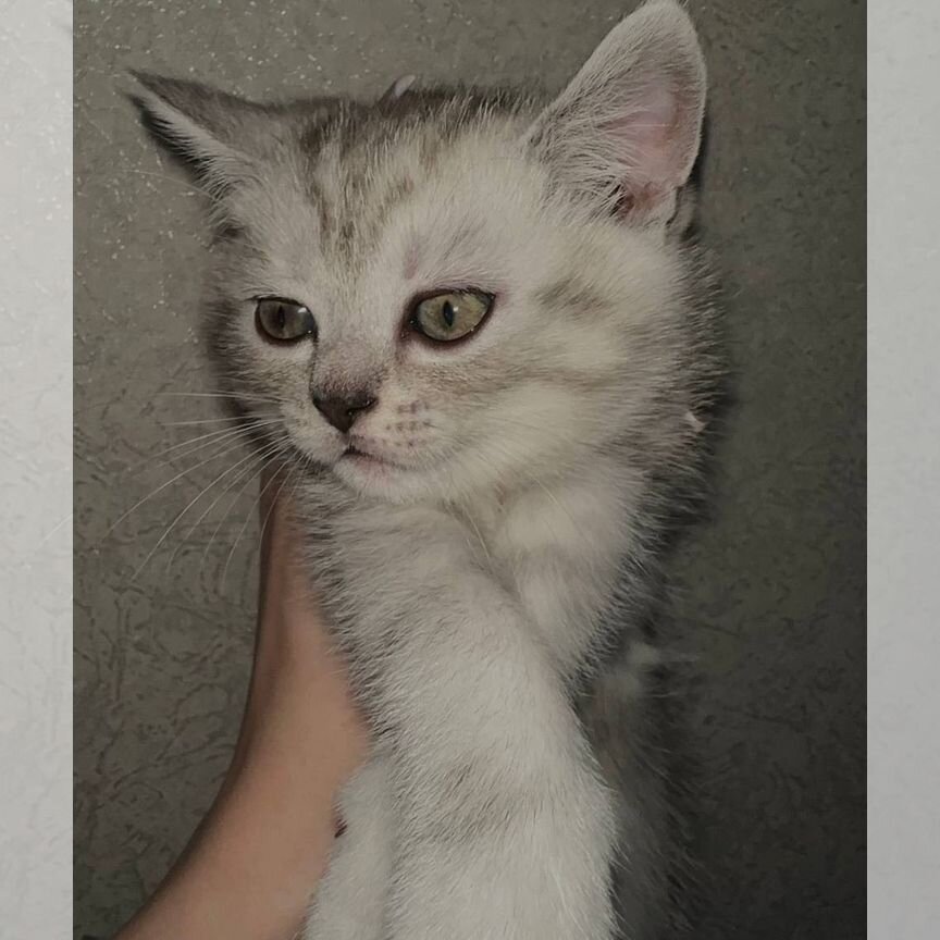 Британский короткошёрстный котёнок