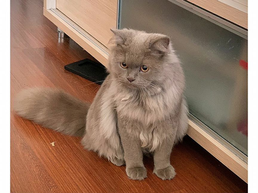 Кот 1 год пушистый