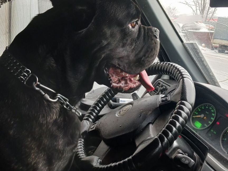 Кане Корсо в добрые руки