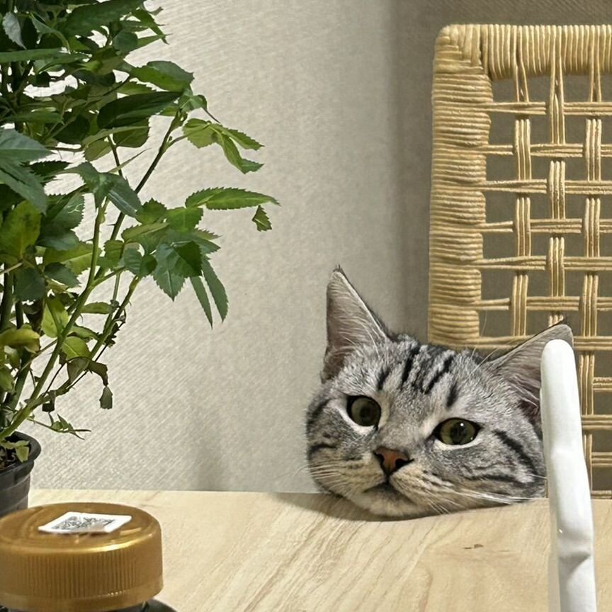 Шотландский прямоухий короткошёрстный кот, взрослый