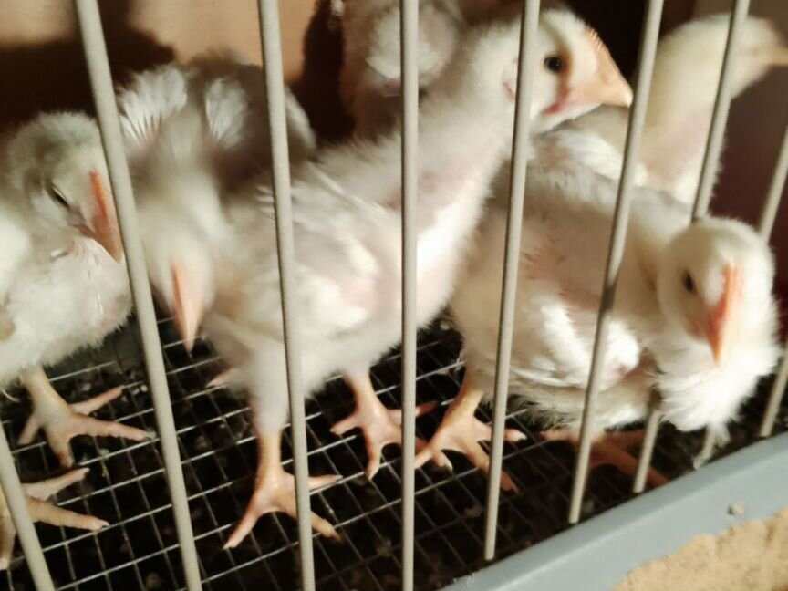 Цыплята бройлеры суточные