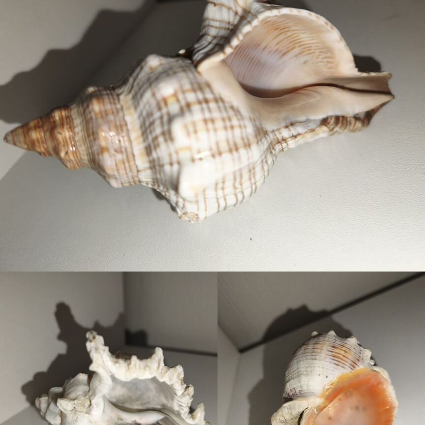 Ракушка трапезиум 11см и другие