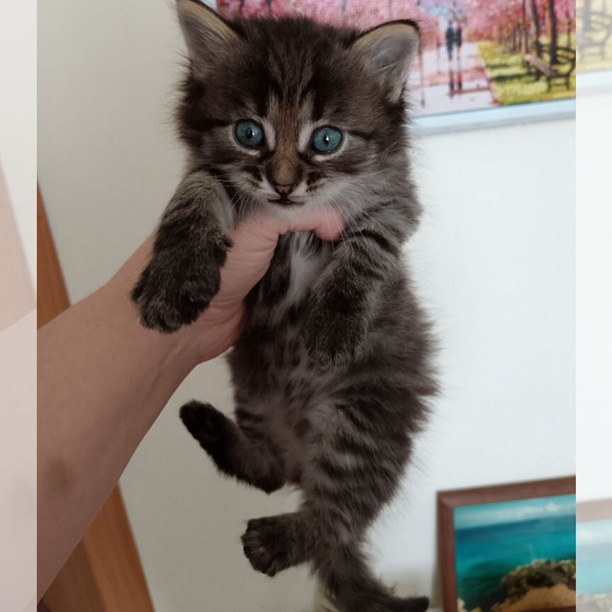 Котёнок в добрые руки