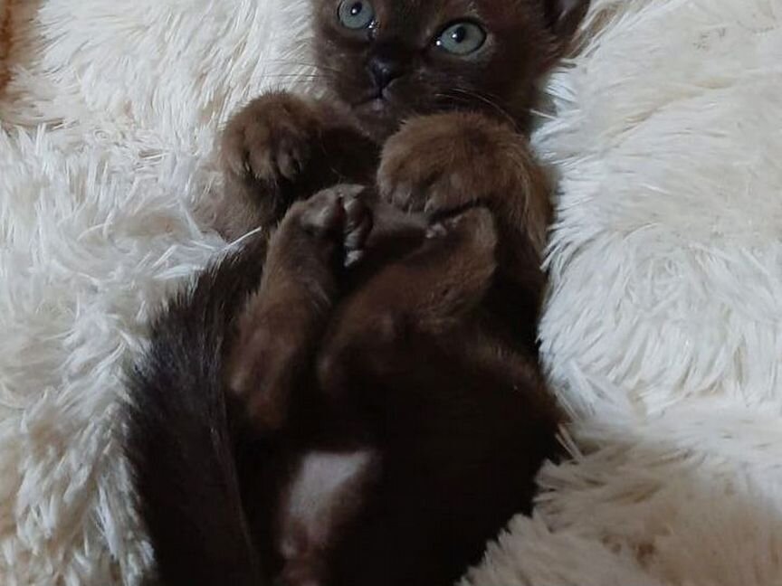 Бурманская кошечка