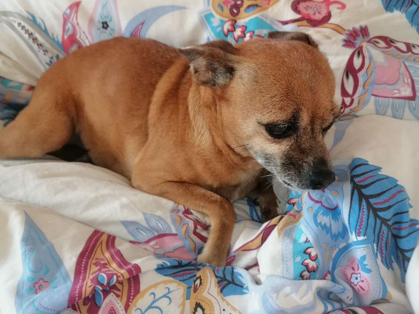 Той-терьер девочка 5 лет