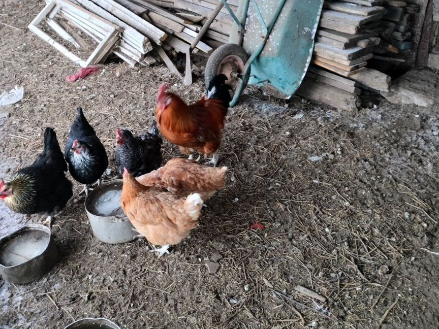Куры несушки продам