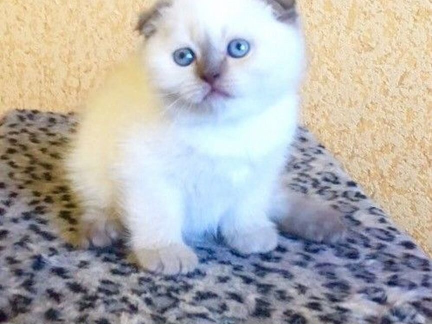 Котенок вислоухий колор поинт с голубыми глазами