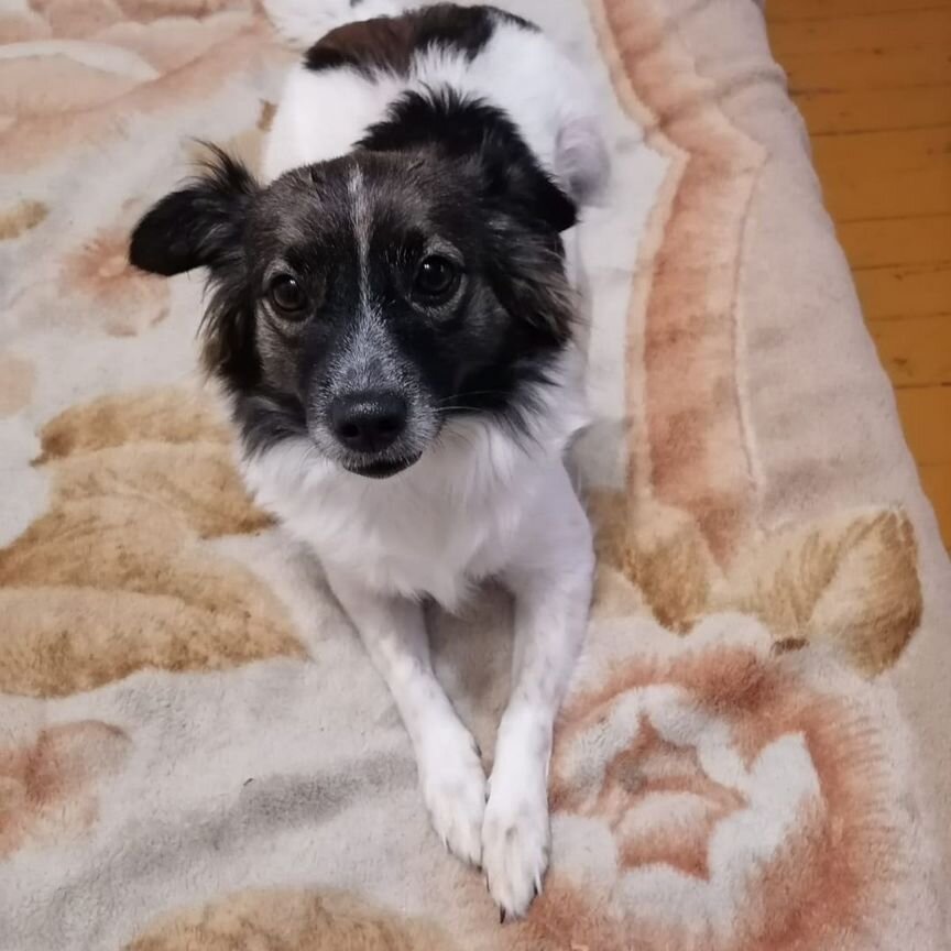 Собака в добрые руки