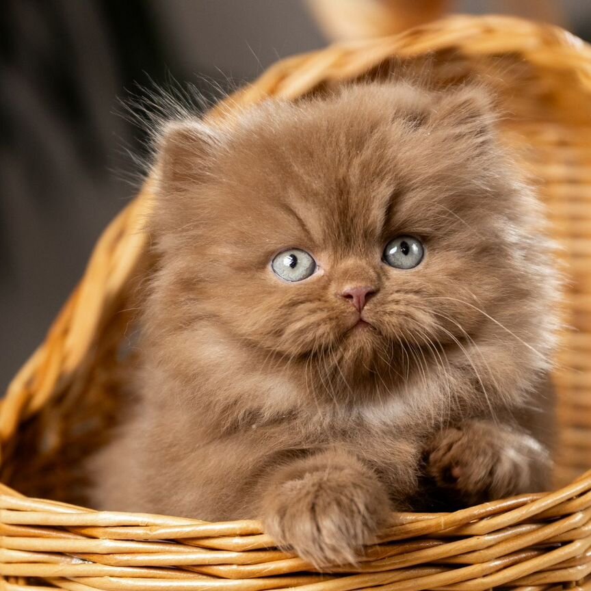 Британский длинношёрстный котёнок