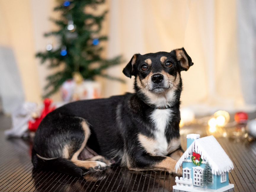 Маленькая собачка в добрые руки
