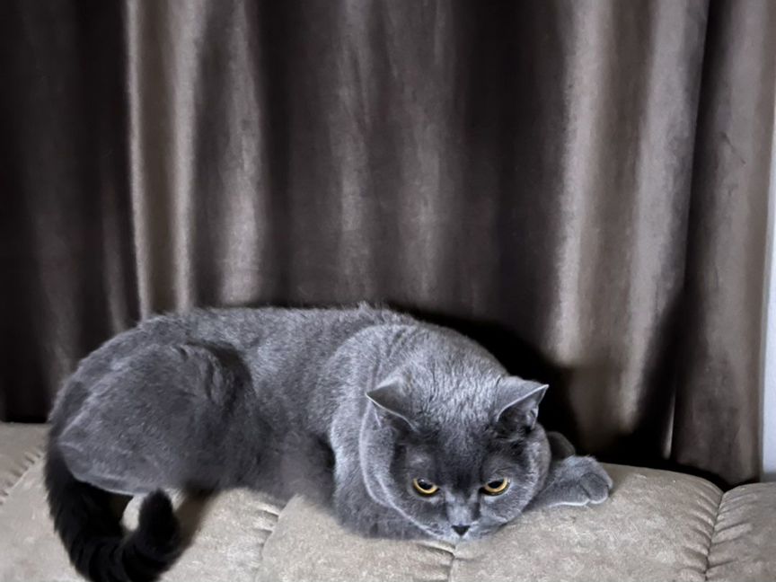Кошка Алиса