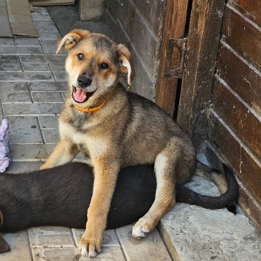 Щенок Злата 4 мес Привита Привезём