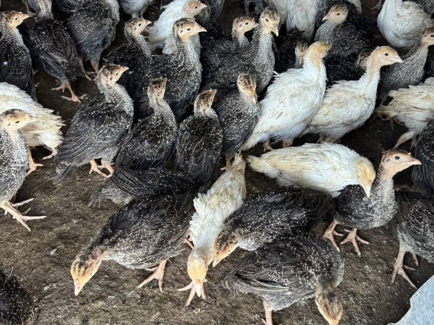 Индюшата 2 месяца