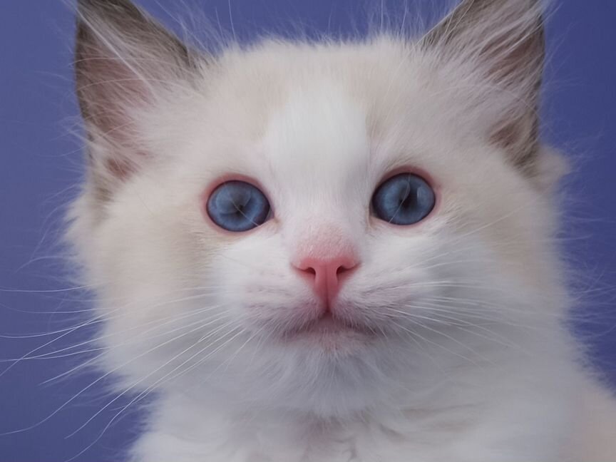 Рэгдолл-мальчик от питомника