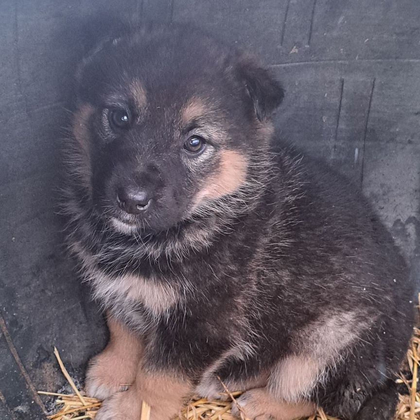 Щенки и взрослые собаки в добрые руки