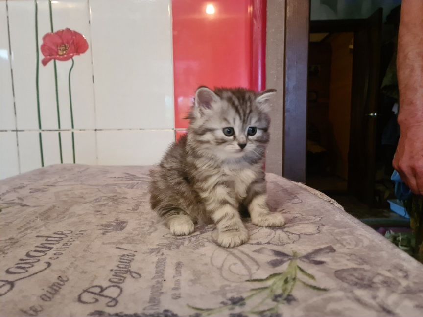 Шотланский котенок